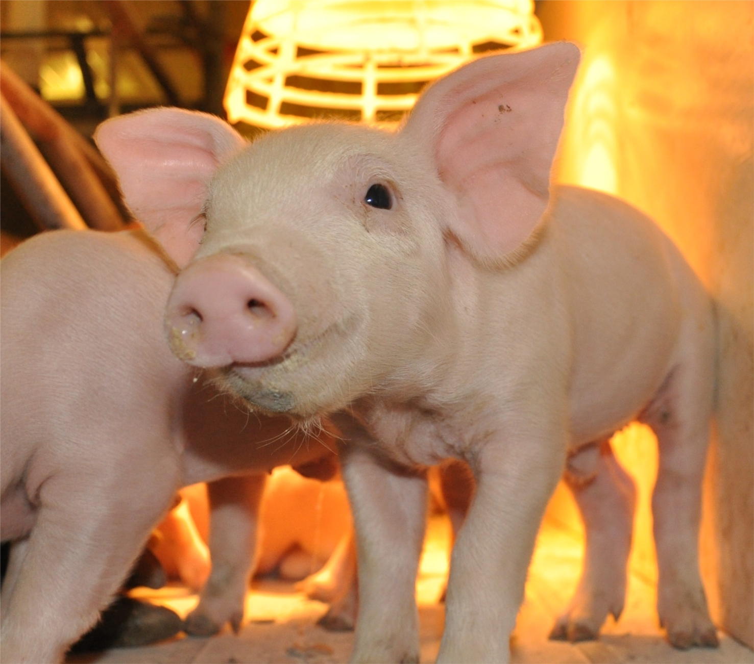 Iowa Select Farms Profile